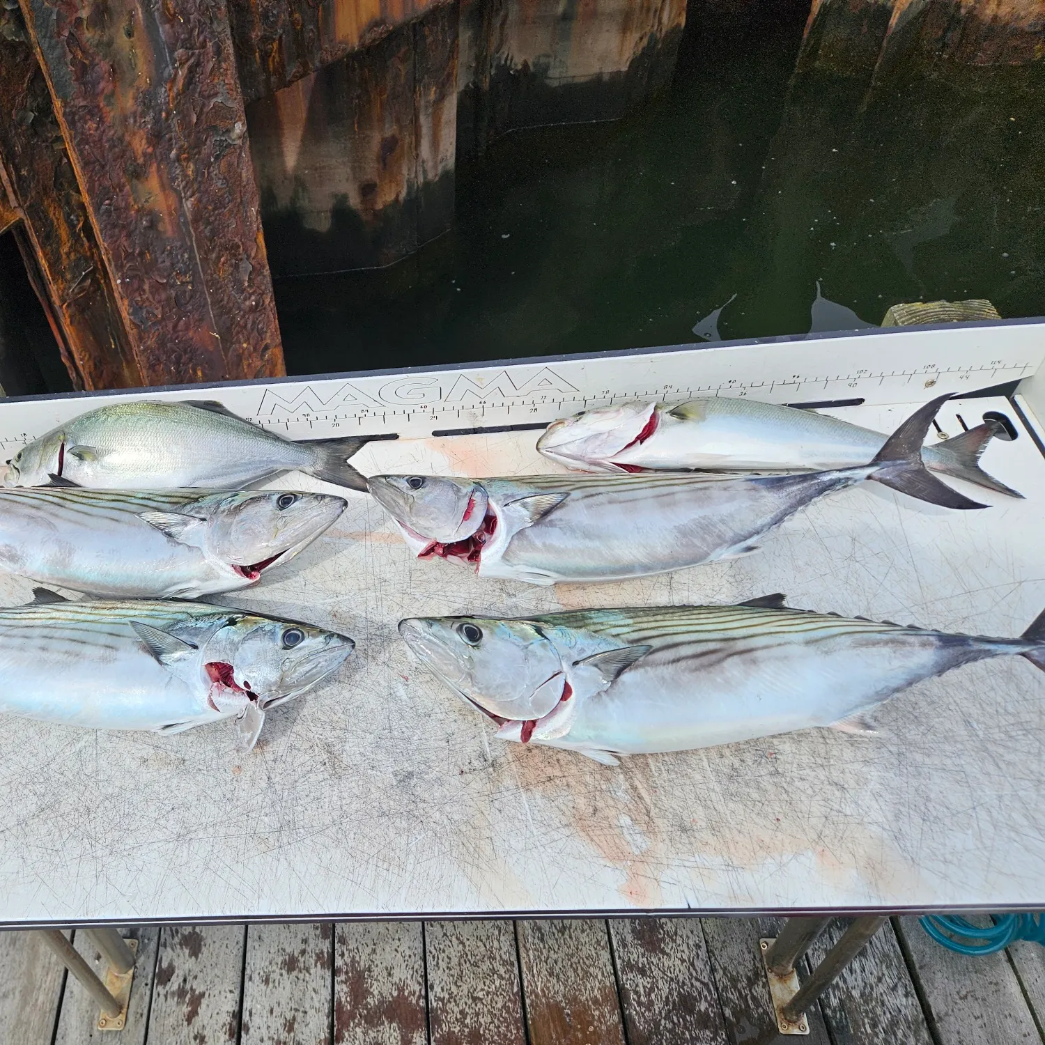 Fishing in Brooklyn, NY (United States) ️️️️ Find Spots, Species & Tips