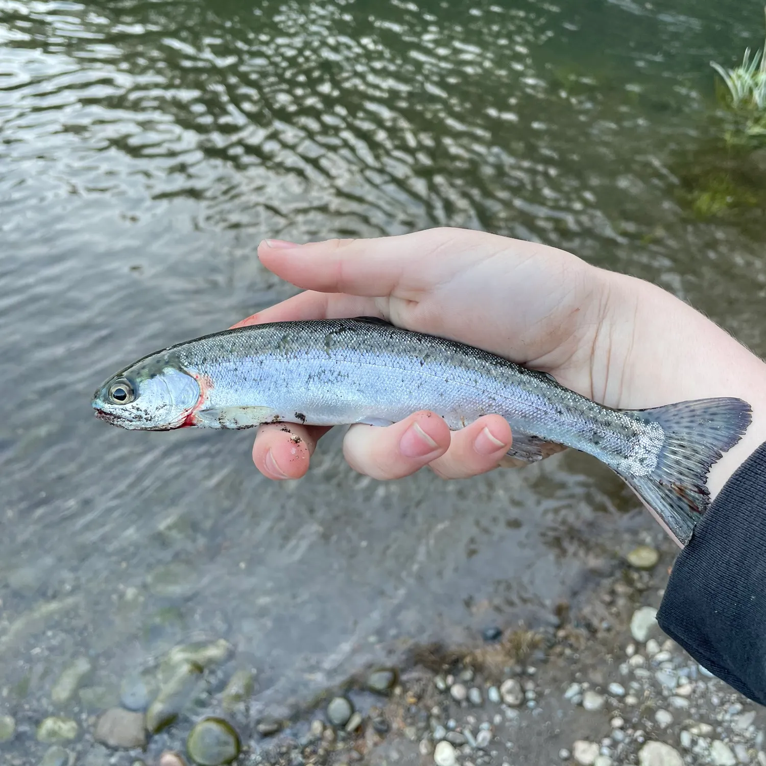 ᐅ Cowlitz River fishing reports🎣• Longview, WA (United States) fishing