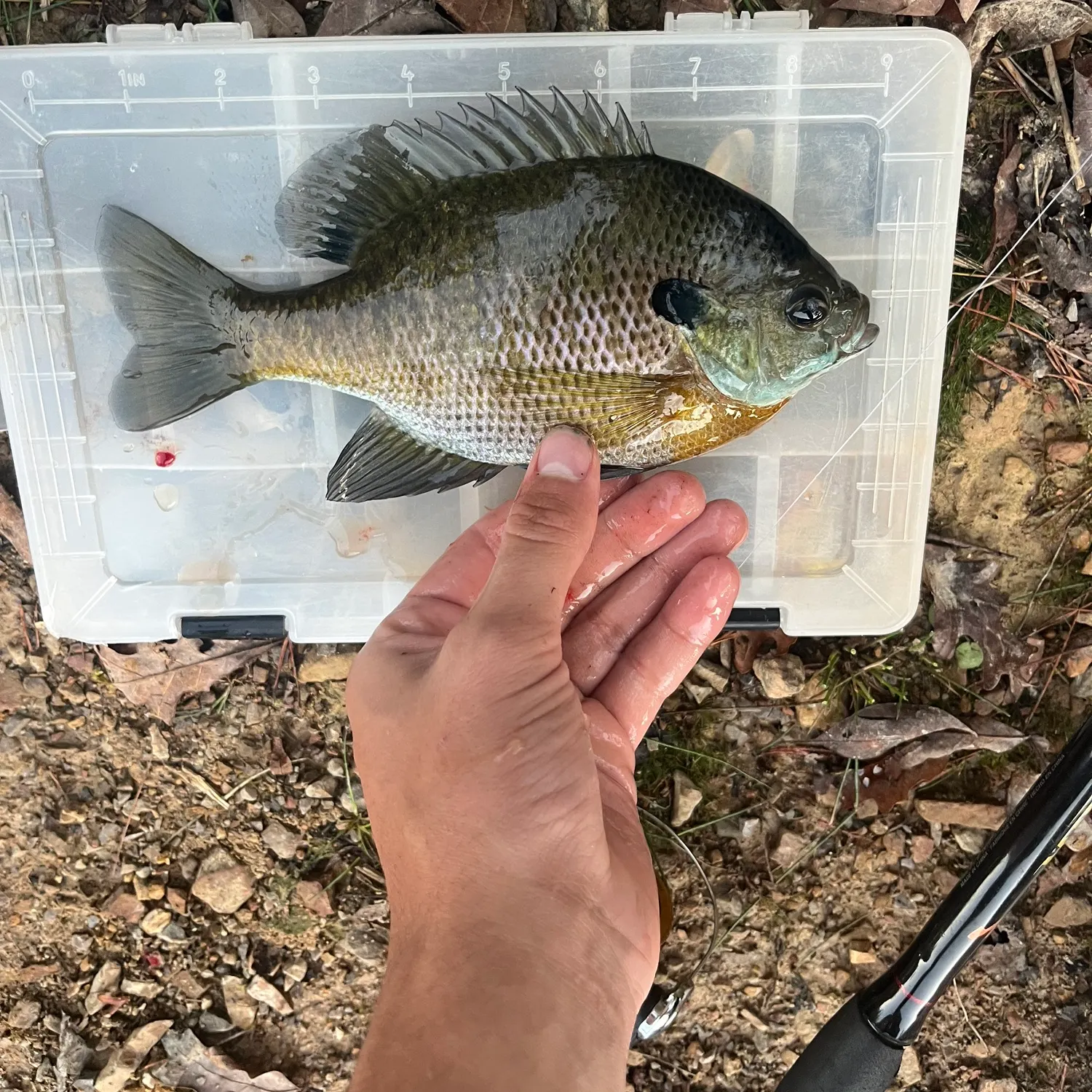ᐅ Pandapas Pond fishing reports🎣• Blacksburg, VA (United States) fishing