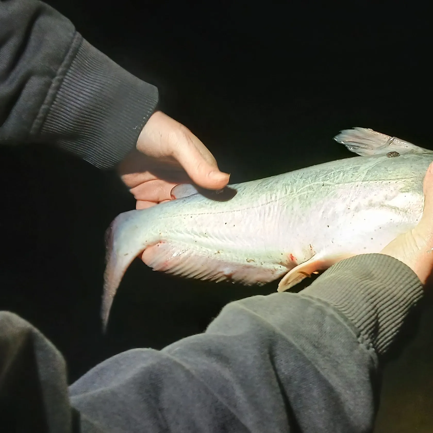 Fishing in Tucson, AZ (United States) ️️️️ Find Spots, Species & Tips