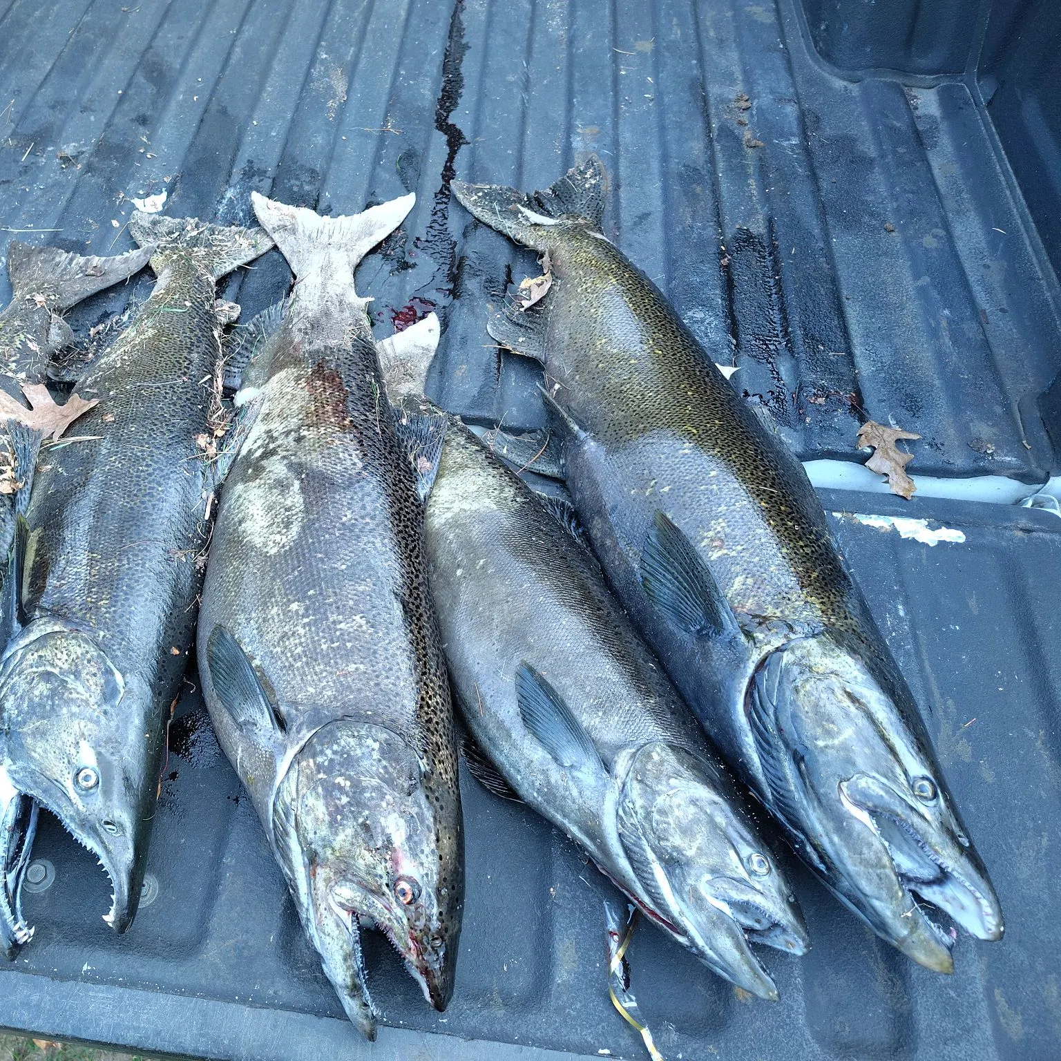 ᐅ Tippy Dam Pond fishing reports🎣• Cadillac, MI (United States) fishing