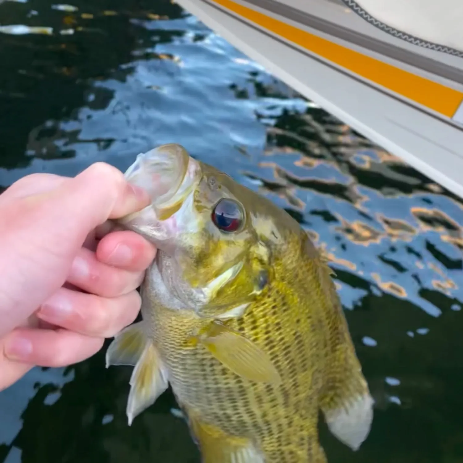 ᐅ Cass Lake fishing reports🎣• Bemidji, MN (United States) fishing