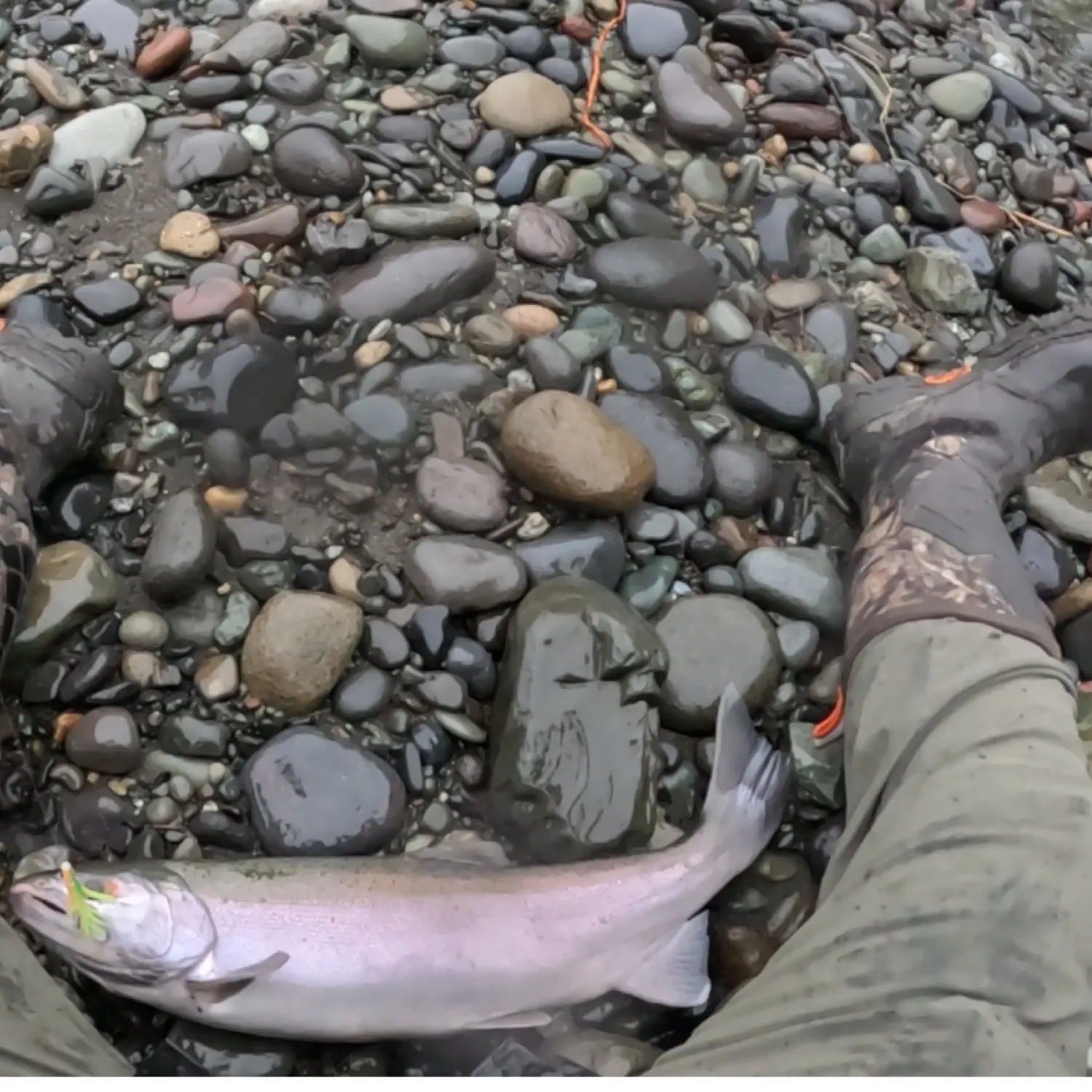 ᐅ Nooksack River fishing reports🎣• Lynden, WA (United States) fishing